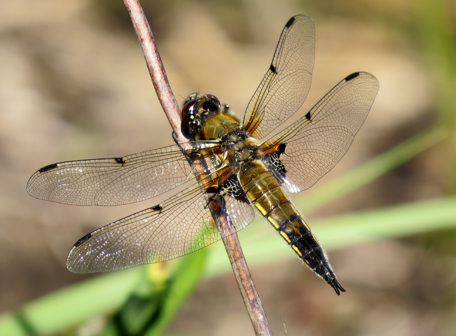 Vierfleck (Libellula quadrimaculata) - Picture Insect