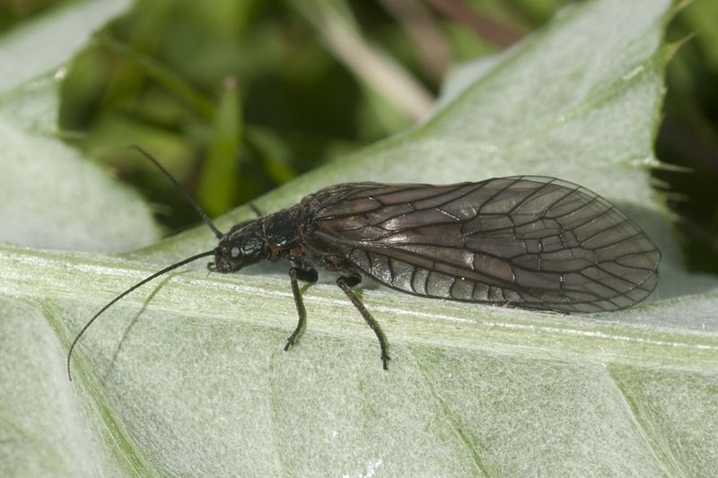 Sialis fuliginosa (Sialis fuliginosa) - Picture Insect