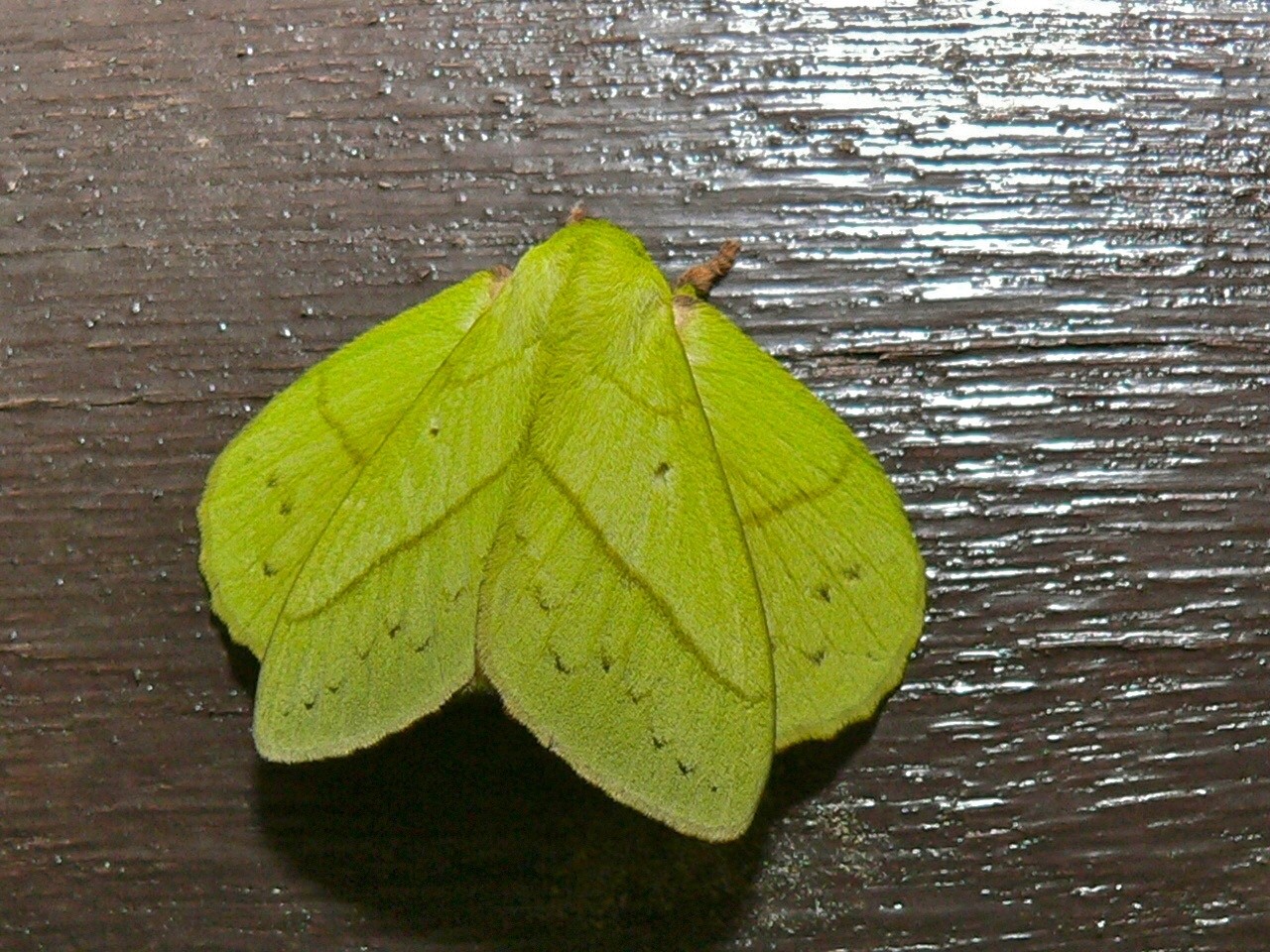 Rose-myrtle lappet moth How to identify it? - Picture Insect