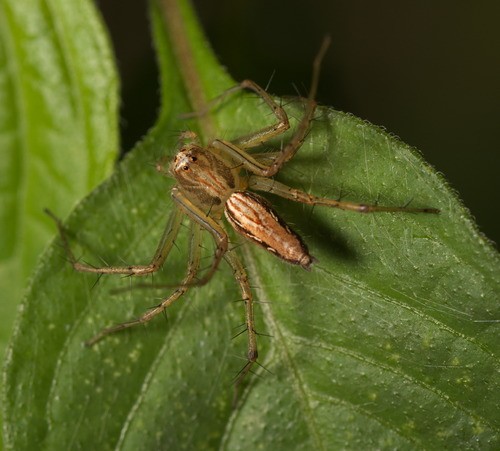 Arañas lince (Oxyopes) - Picture Insect