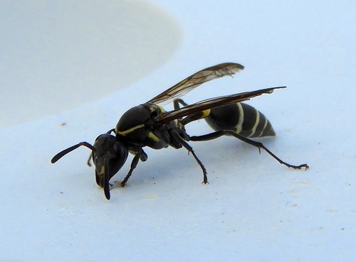 Camoatí de bandas amarillas (Polybia occidentalis) - Picture Insect