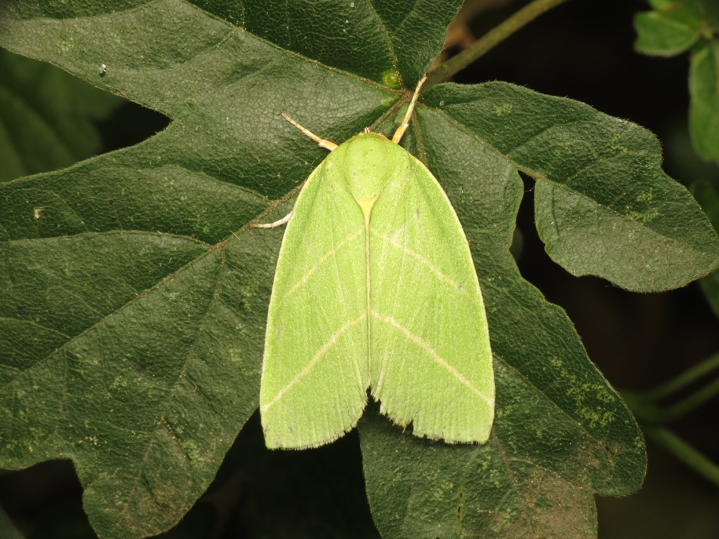 Bena bicolorana (Bena bicolorana) - Picture Insect