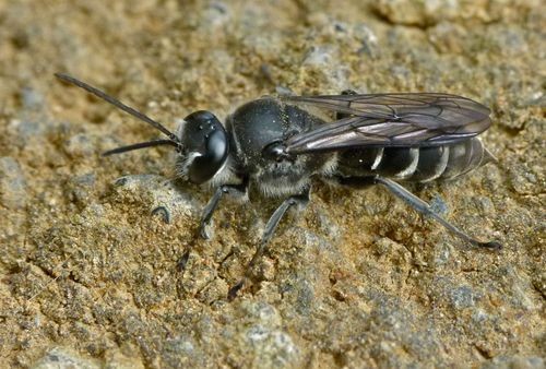 Pison (Pison) - Picture Insect