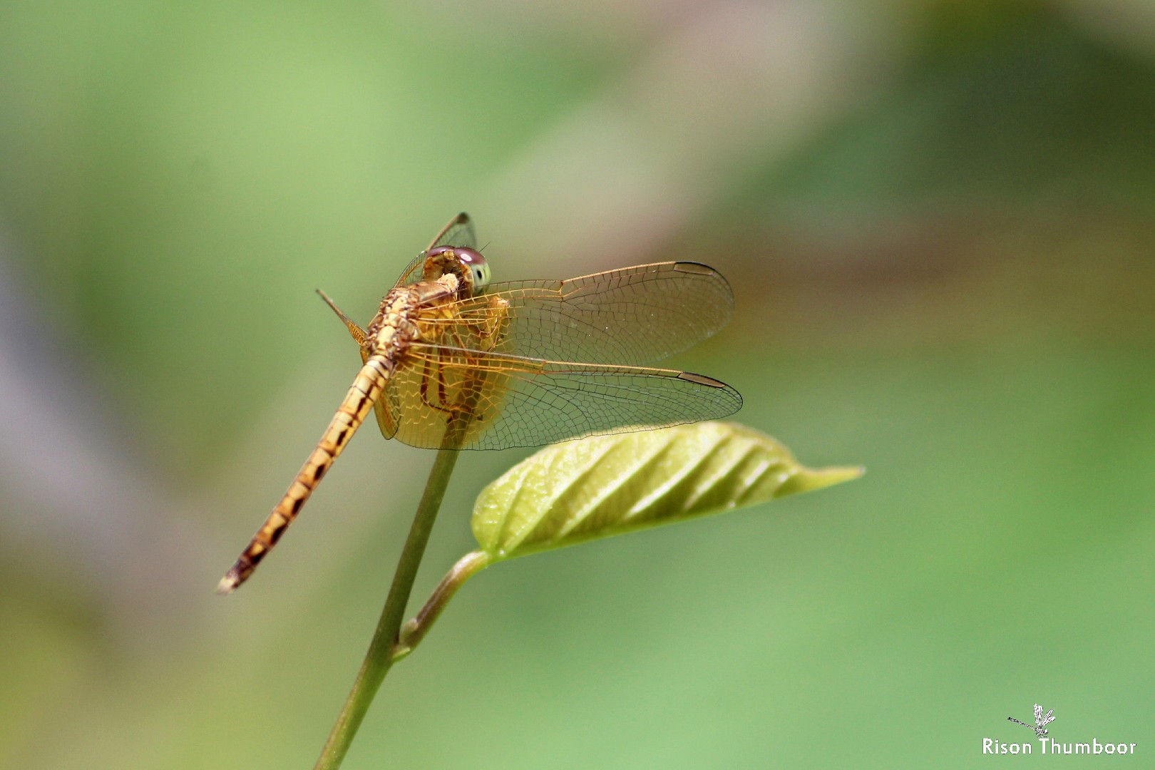 Neurothemis intermedia (Neurothemis intermedia) - Picture Insect
