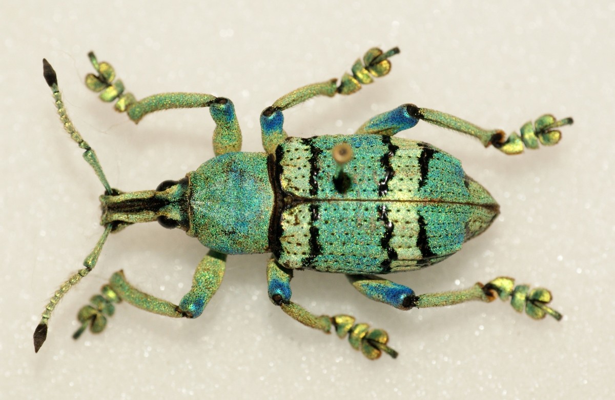 Eupholus (Eupholus) - Picture Insect