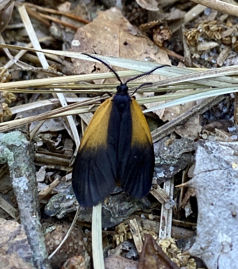 Pyromorpha dimidiata (Pyromorpha dimidiata) - Picture Insect
