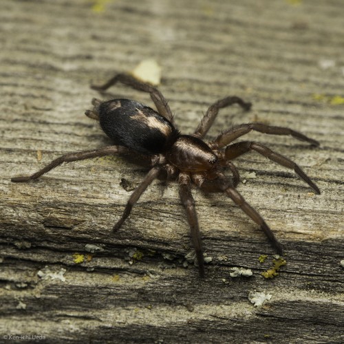 Araña de tierra (Herpyllus) - Picture Insect