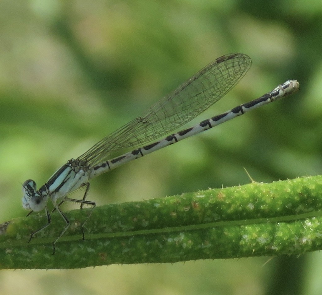 Argia alberta (Argia alberta) - Picture Insect