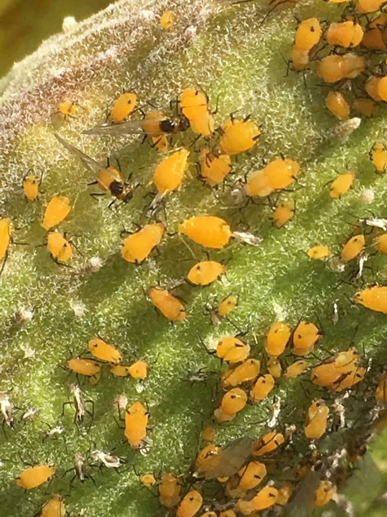 Aphis (Aphis) - Picture Insect