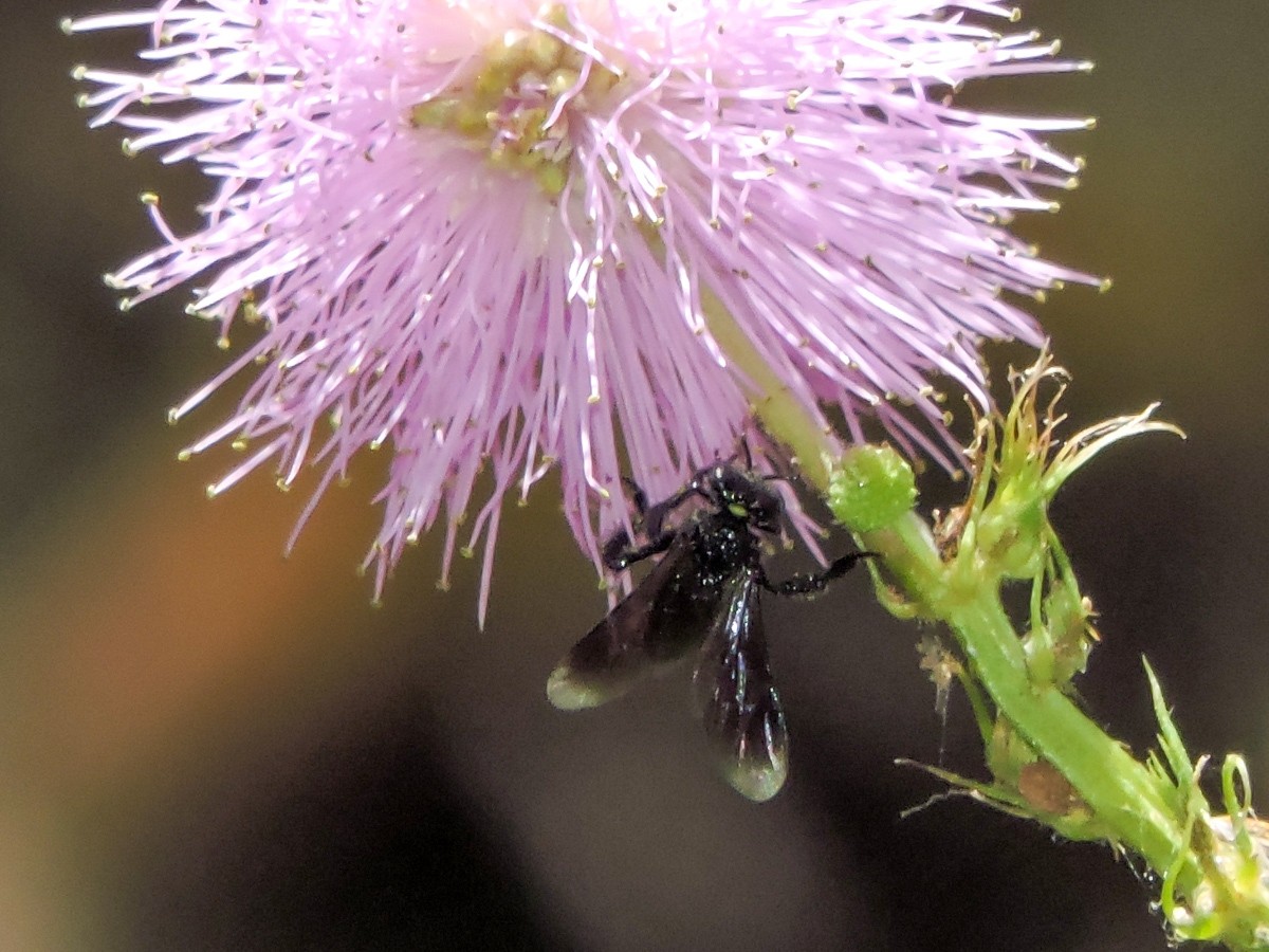 Frieseomelitta (Frieseomelitta) - Picture Insect