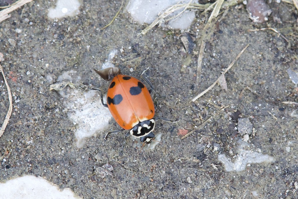 Hippodamia glacialis (Hippodamia glacialis) - Picture Insect