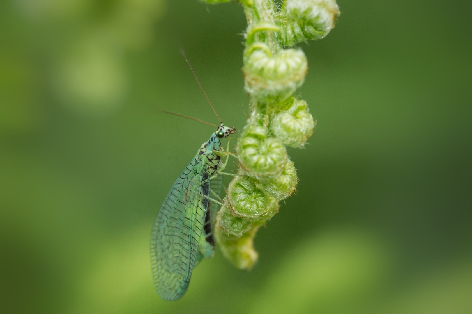 Chrysopa (Chrysopa) - Picture Insect
