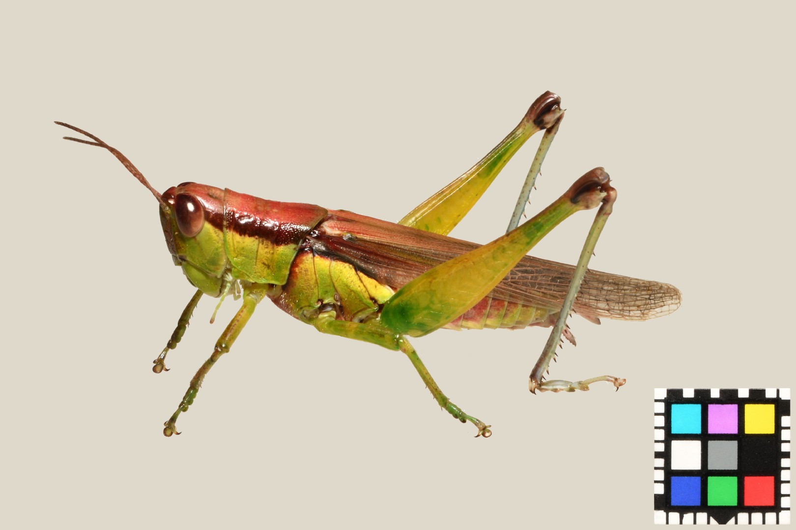 Oxya japonica (Oxya japonica) - Picture Insect