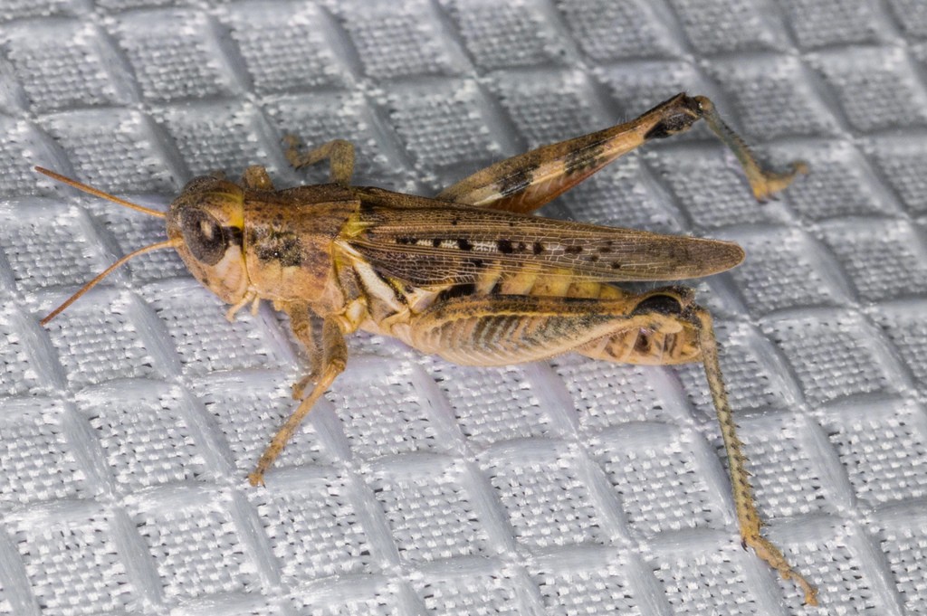 Melanoplus devastator (Melanoplus devastator) - Picture Insect