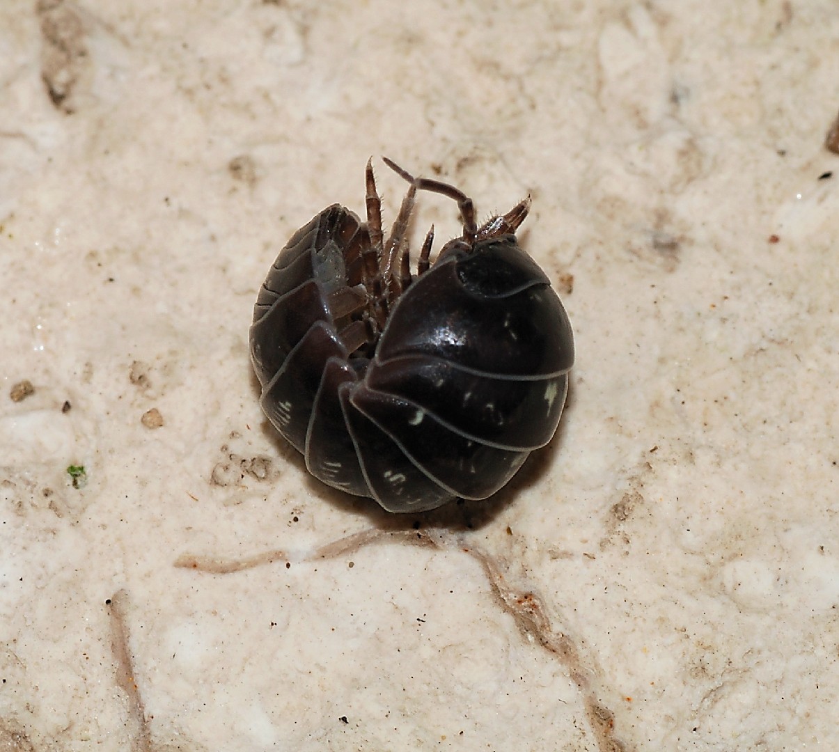 Giant Pill Bug