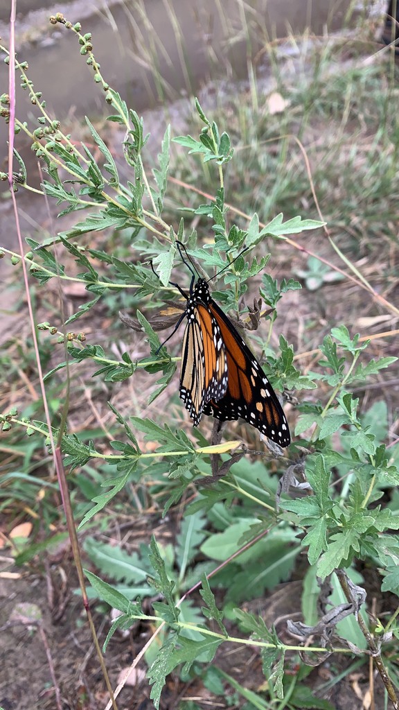 Monarca (Danaus plexippus) - Picture Insect