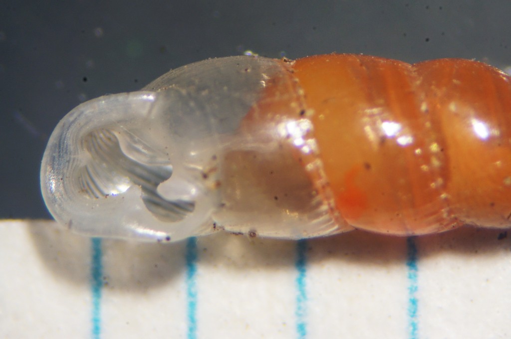 Gulella bicolor (Gulella bicolor) - Picture Insect