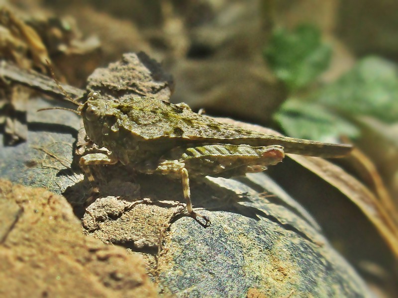 Paratettix meridionalis (Paratettix meridionalis) - Picture Insect