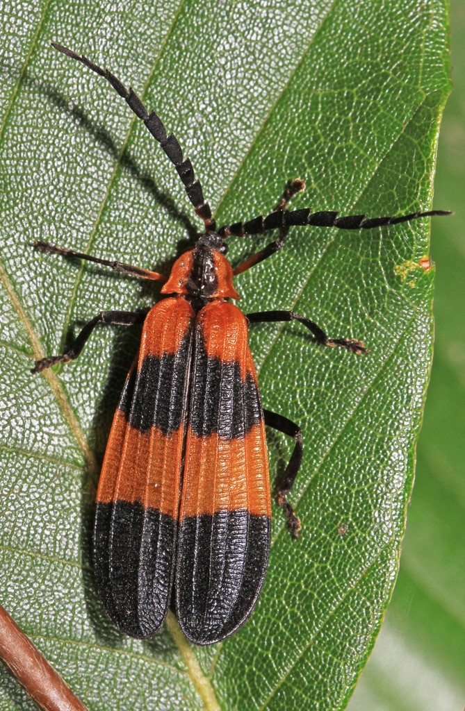 Escarabajo de alas de red reticulado (Calopteron reticulatum) - Picture ...