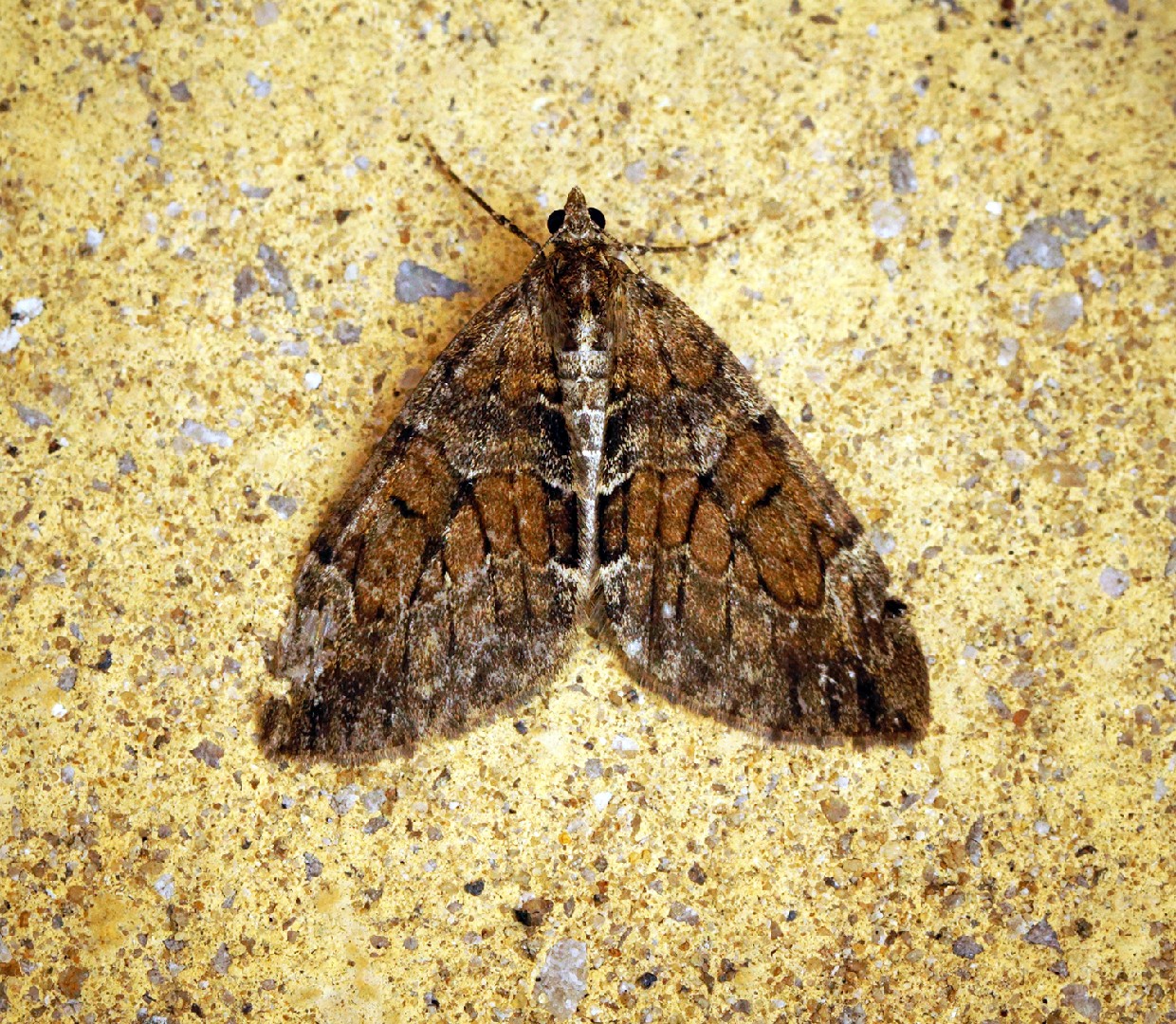 Grey pine carpet (Thera obeliscata) - Picture Insect