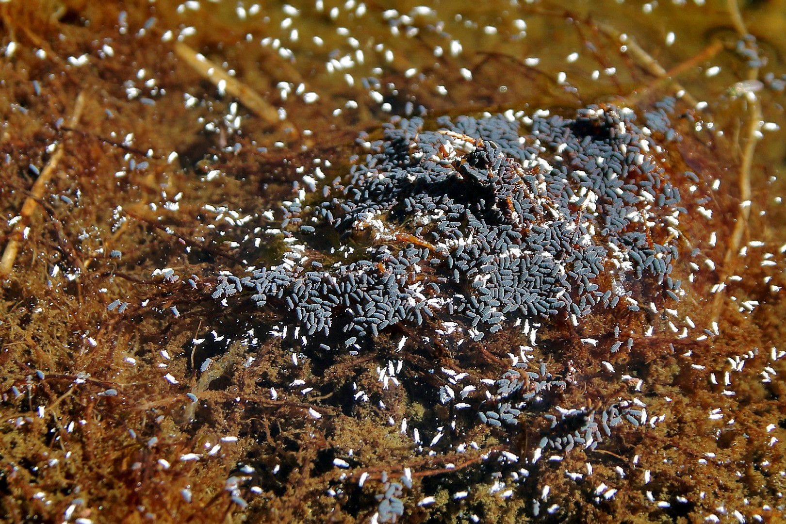 Podura aquatica (Podura aquatica) - Picture Insect