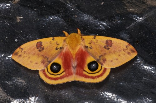 Polilla amarilla ojos de venado (Automeris io) - Picture Insect