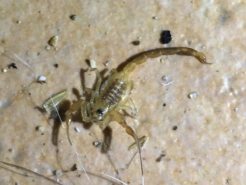 Alacrán de la corteza bajeño (Centruroides exilicauda) - Picture Insect