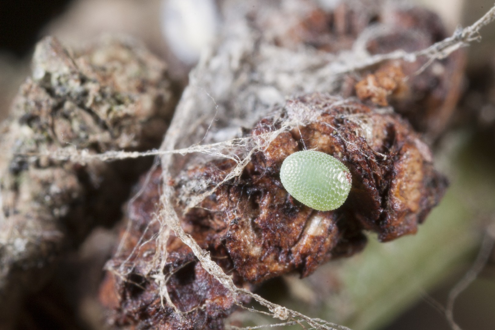 Milionia basalis (Milionia basalis) - Picture Insect