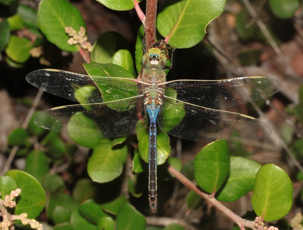 Naiades Libelulas Visão De Conjunto De Anisoptera, Um Close Up De Um