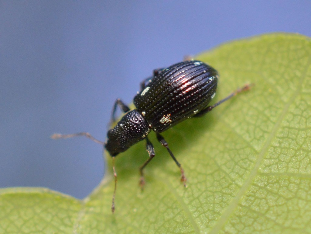Polydrusus picus (Polydrusus picus) - Picture Insect