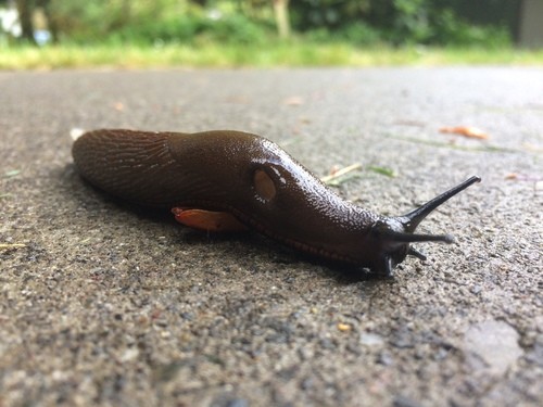 Babosa roja europea (Arion rufus) - Picture Insect
