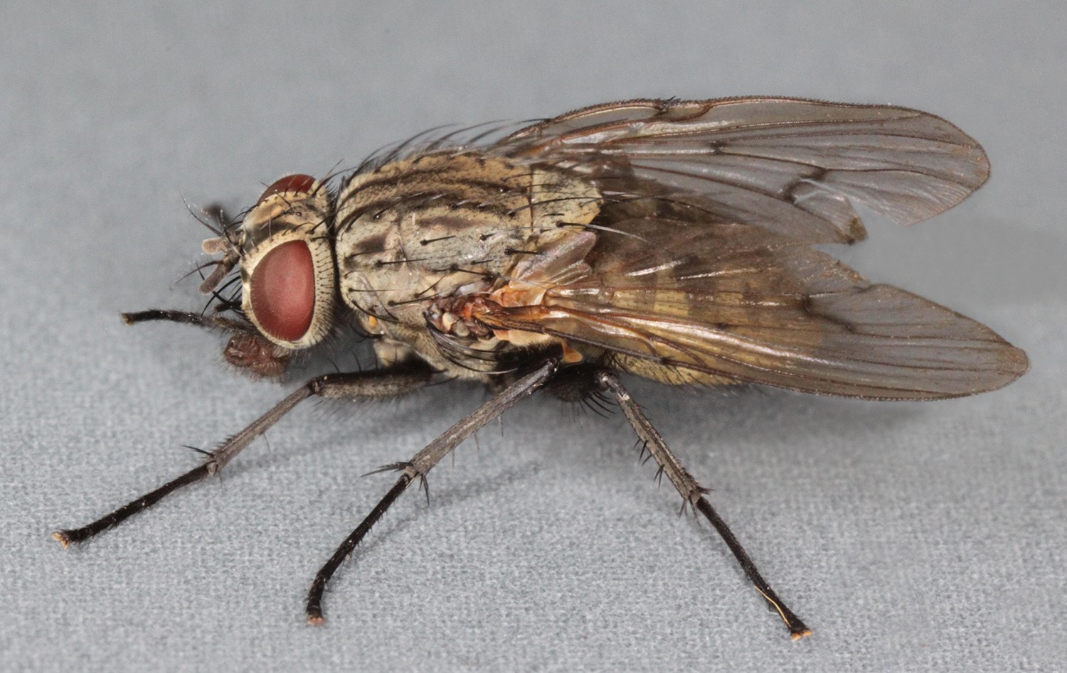 Helina evecta (Helina evecta) - Picture Insect