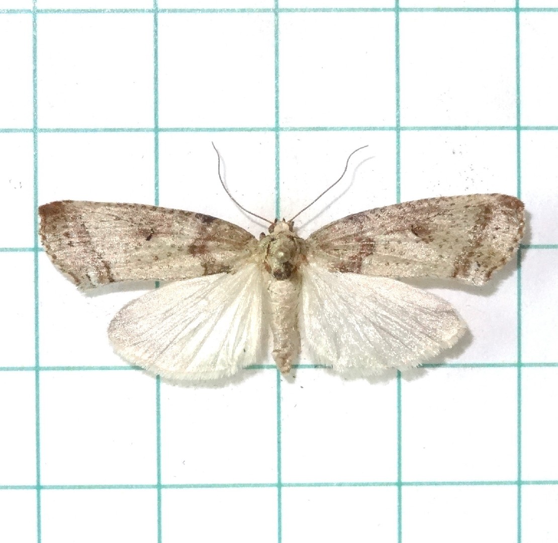 Kerala (Kerala) - Picture Insect