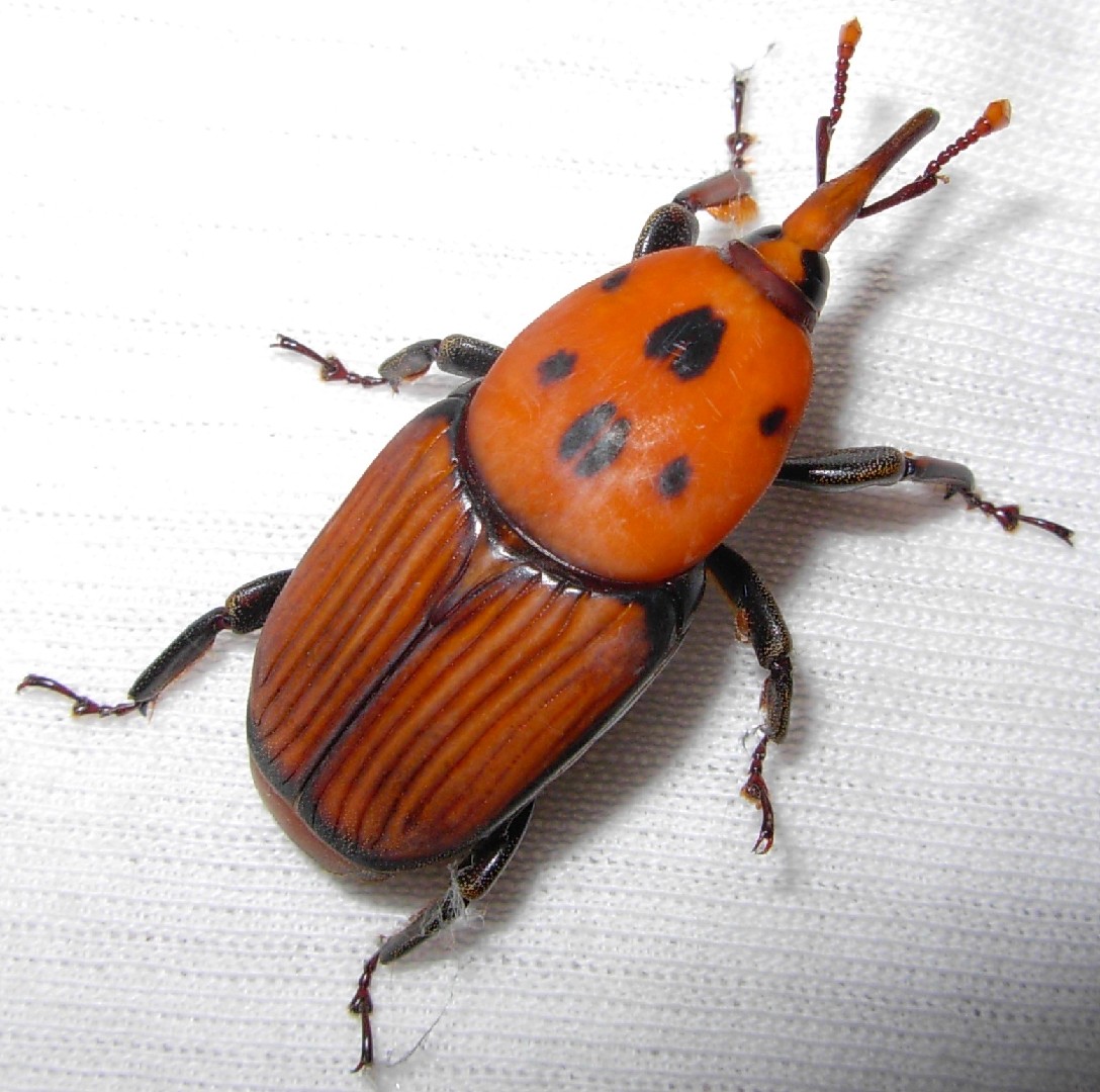 Red palm weevil (Rhynchophorus ferrugineus) - Picture Insect