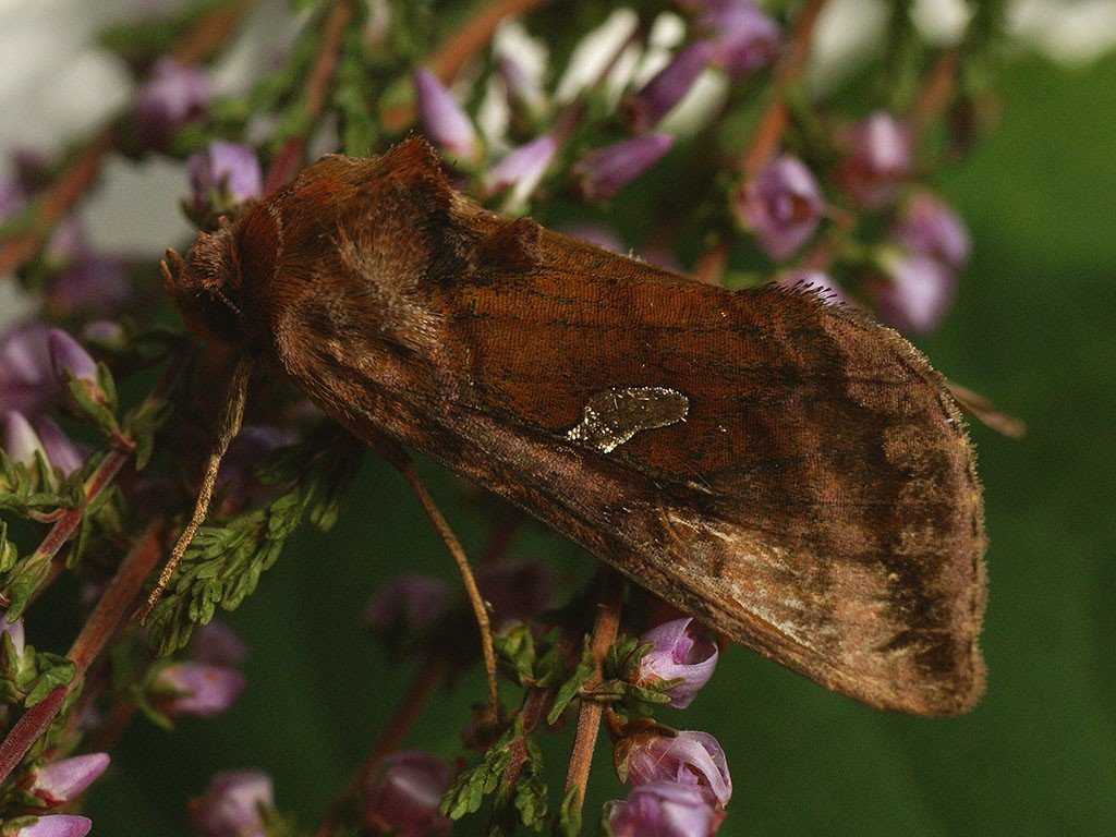 Autographa excelsa (Autographa excelsa) - Picture Insect