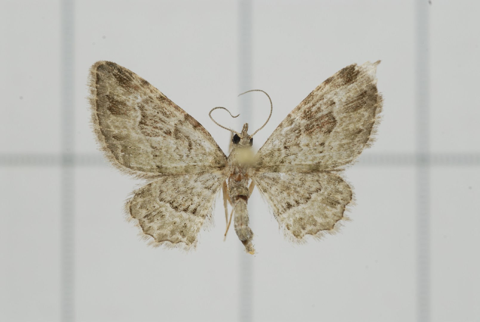 Calluga costalis (Calluga costalis) - Picture Insect