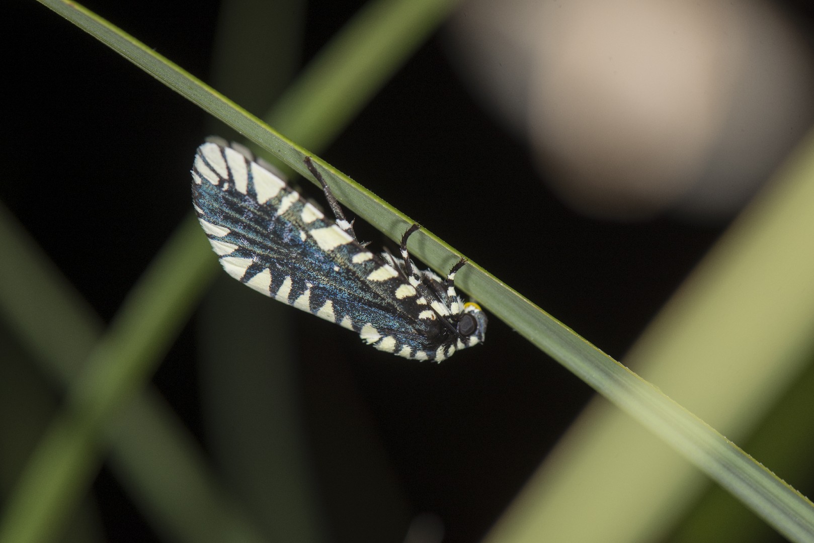 Apsarasa radians (Apsarasa radians) - Picture Insect