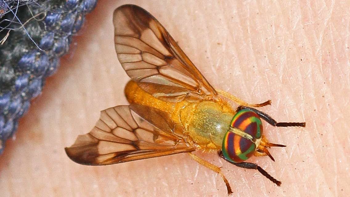 Papa Moscas De Barriga Amarela