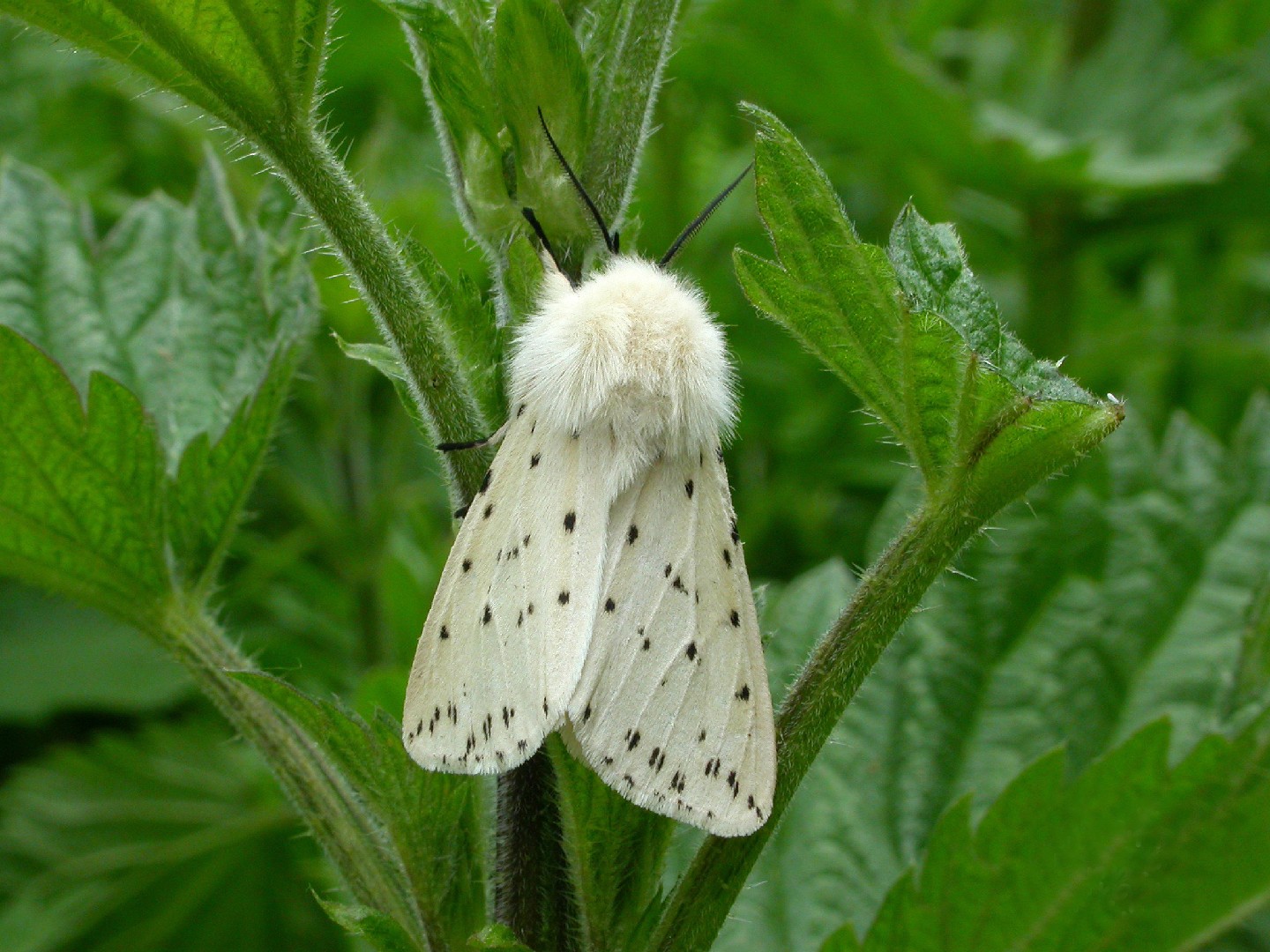 White Ermine Moth Poisonous To Humans