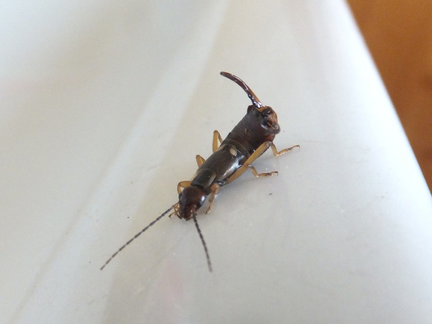 De Gewone Oorworm Forficula Auricularia L Kibo