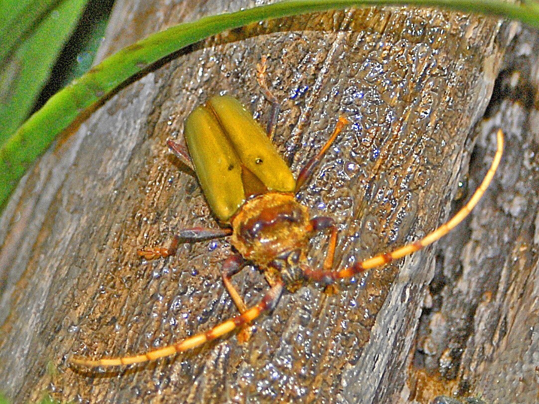 Retrachydes thoracicus (Retrachydes thoracicus) - Picture Insect