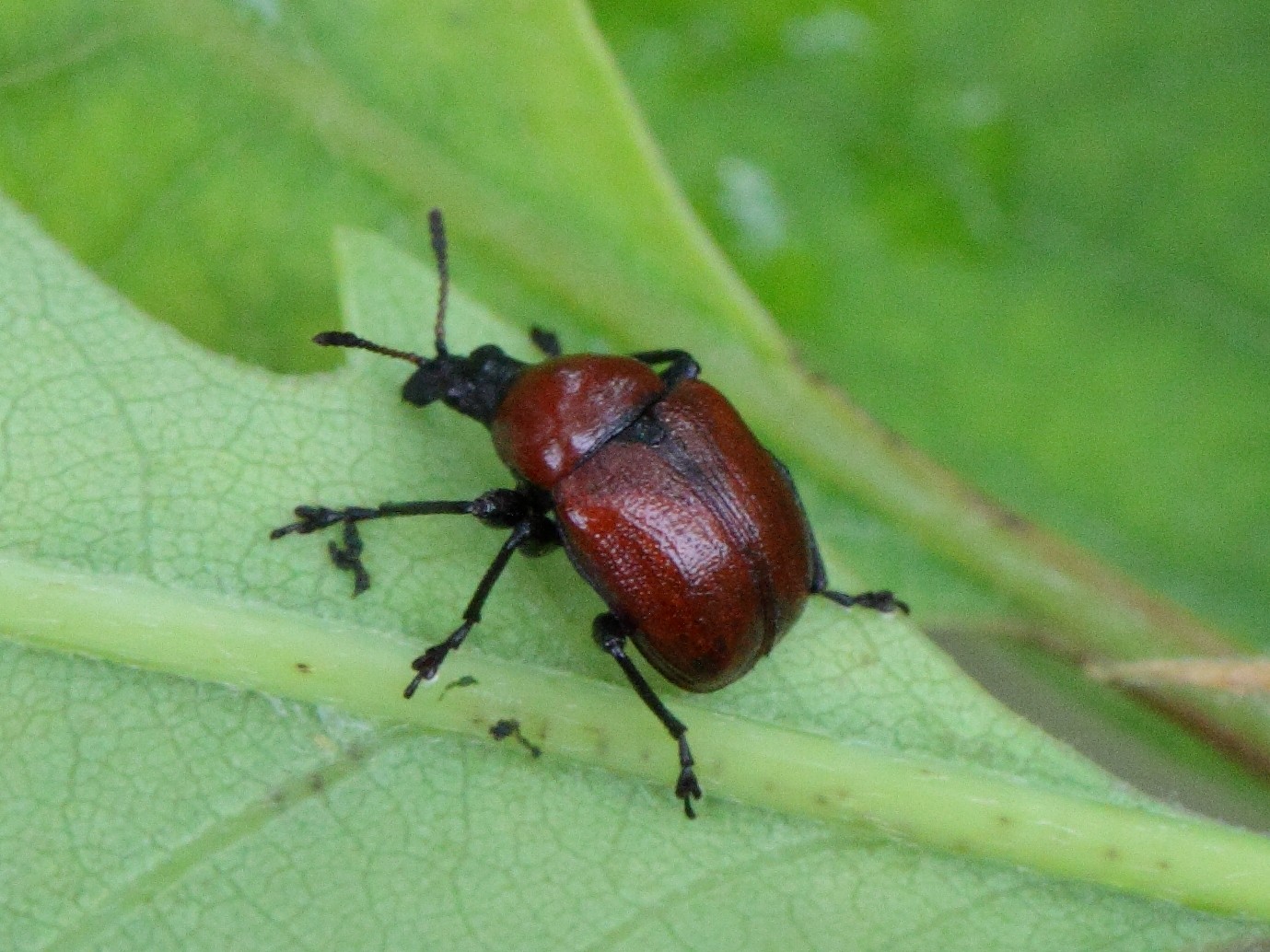 Gorgojo del roble (Attelabus nitens) - Picture Insect