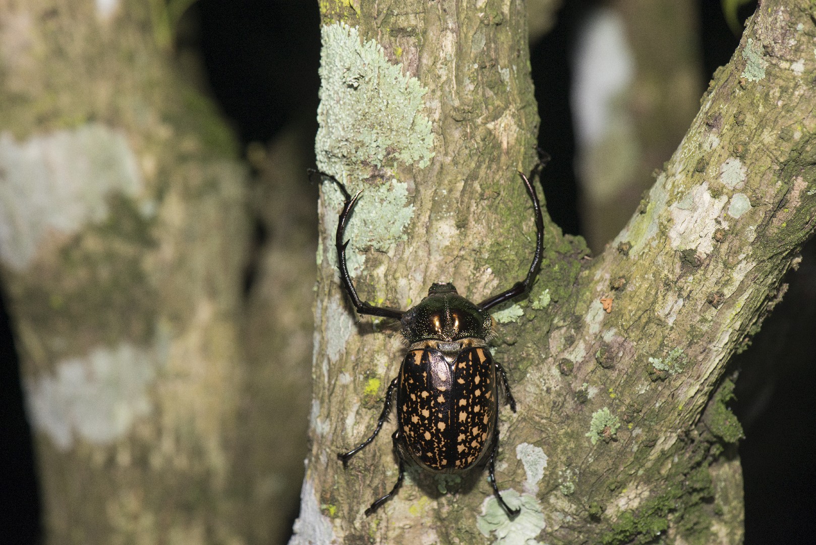 Cheirotonus formosanus (Cheirotonus formosanus) - Picture Insect