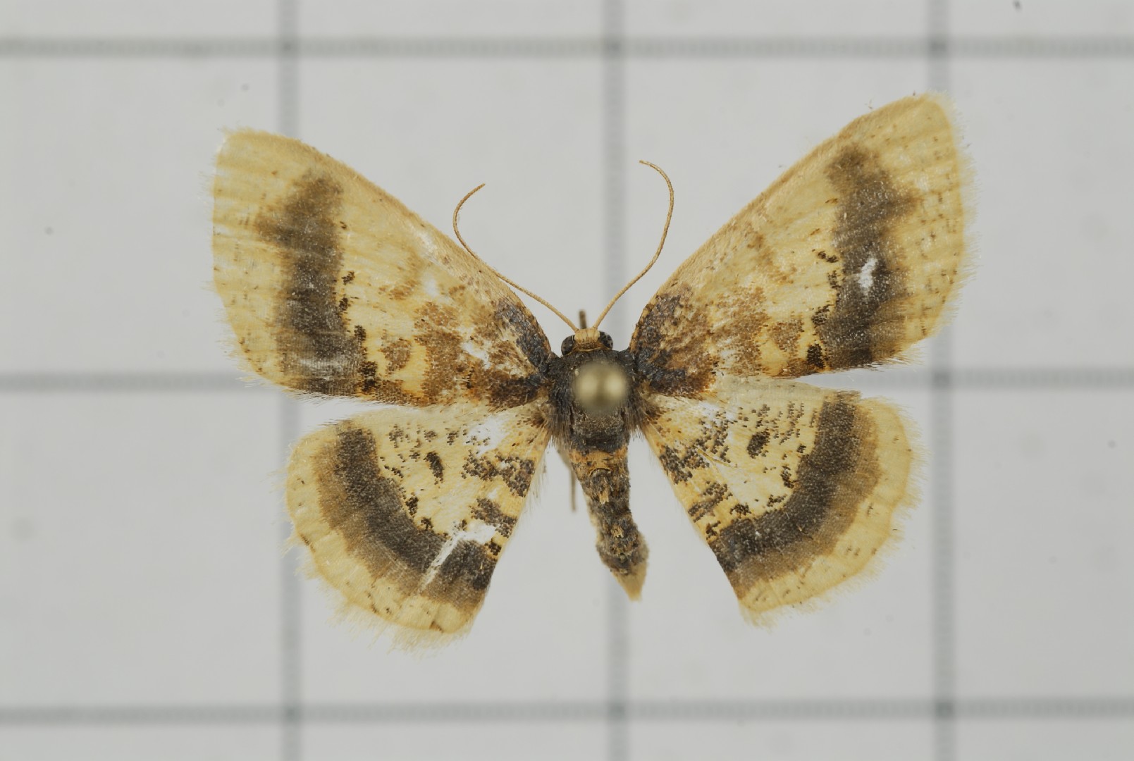 Ninodes watanabei (Ninodes watanabei) - Picture Insect