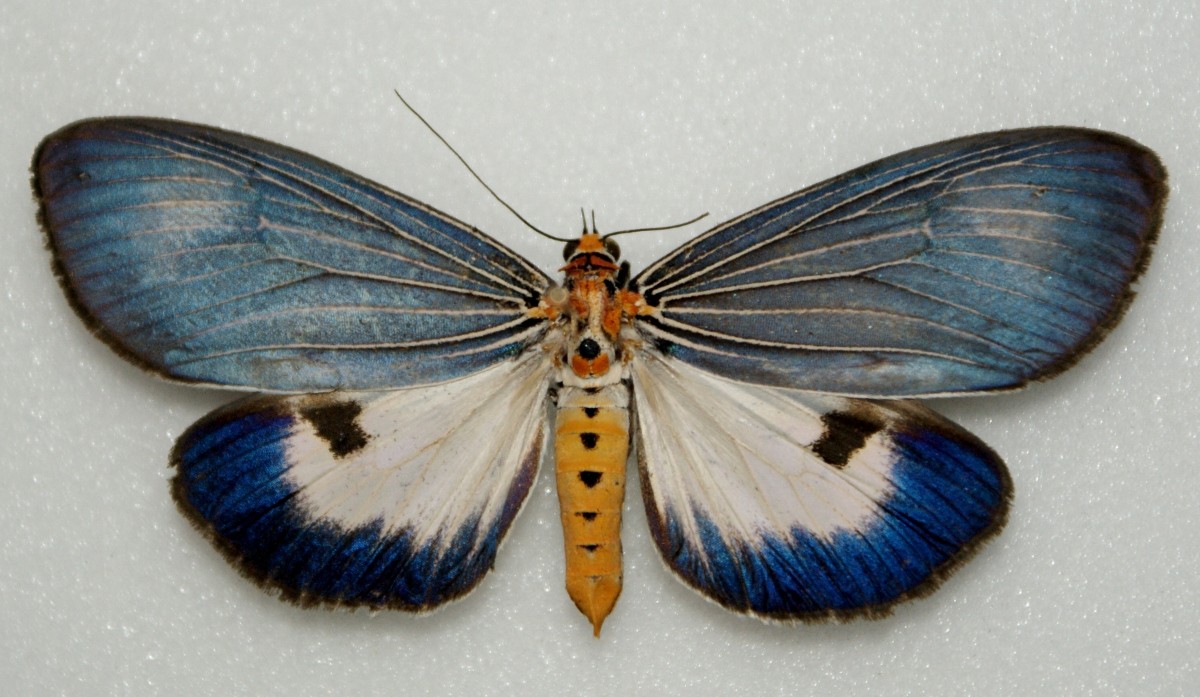 Neochera dominia (Neochera dominia) - Picture Insect