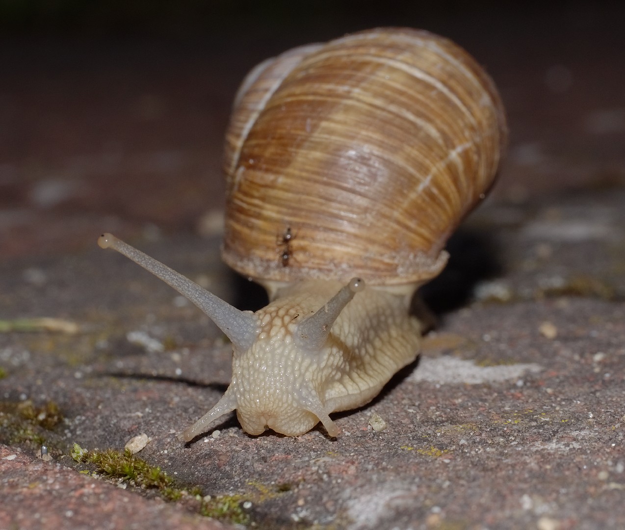 Roman Snail Body Parts