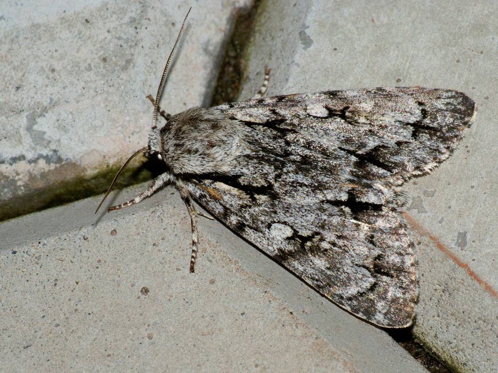 Acronicta cuspis (Acronicta cuspis) - Picture Insect