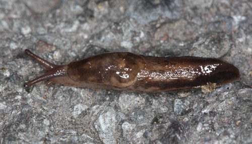 Babosa Gris Grande (Deroceras reticulatum) - Picture Insect