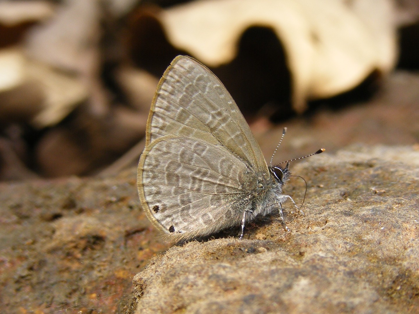 Lúgubre línea azul (Petrelaea dana) - Picture Insect
