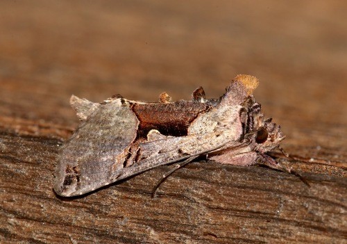 Autographa ampla (Autographa ampla) - Picture Insect